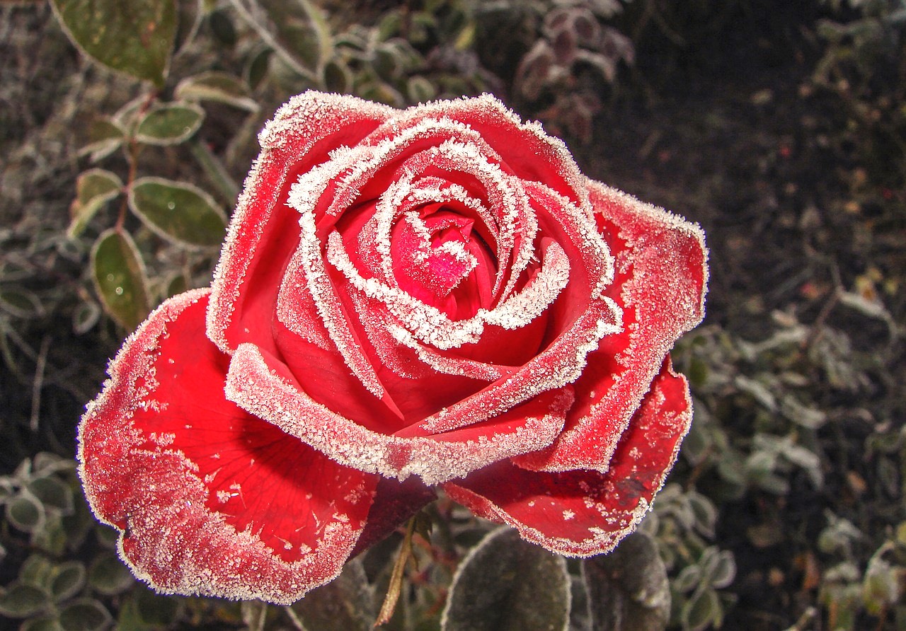 Gelate. Ecco cosa hanno detto i produttori - WineSurf