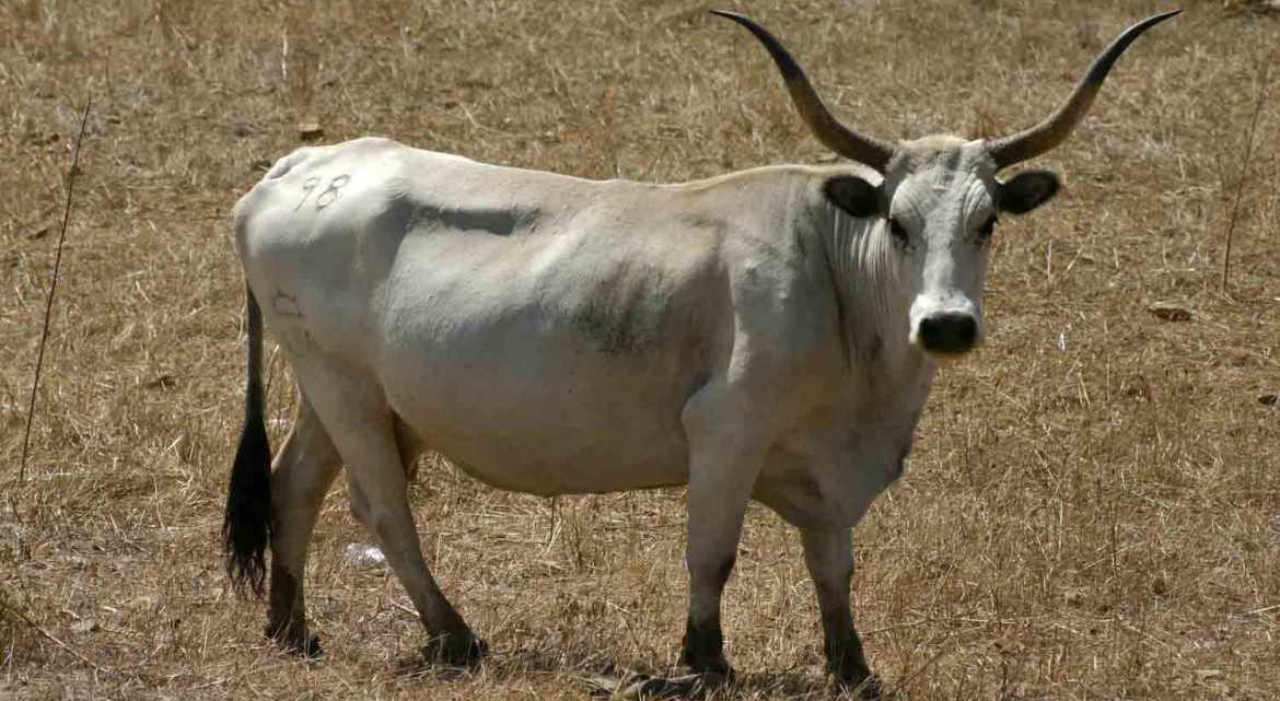 MAREMMANA - WineSurf