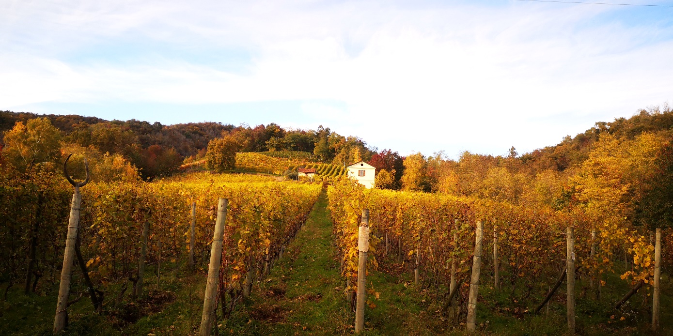 Alto Piemonte: sempre più una certezza! - WineSurf