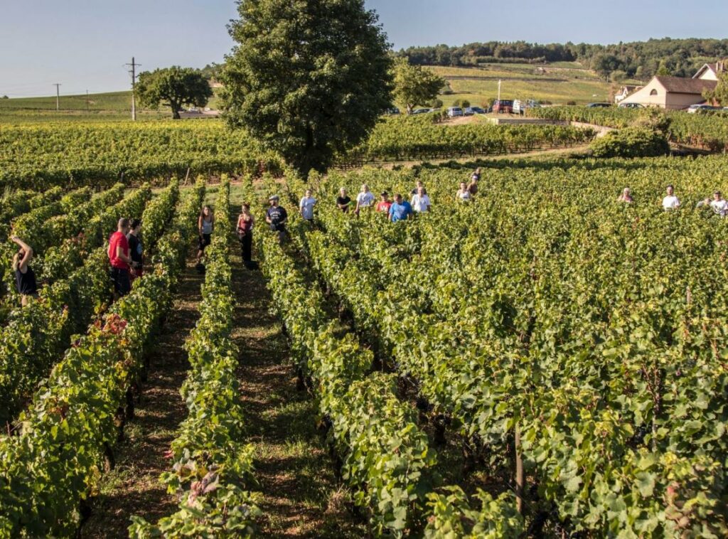felettig - WineSurf