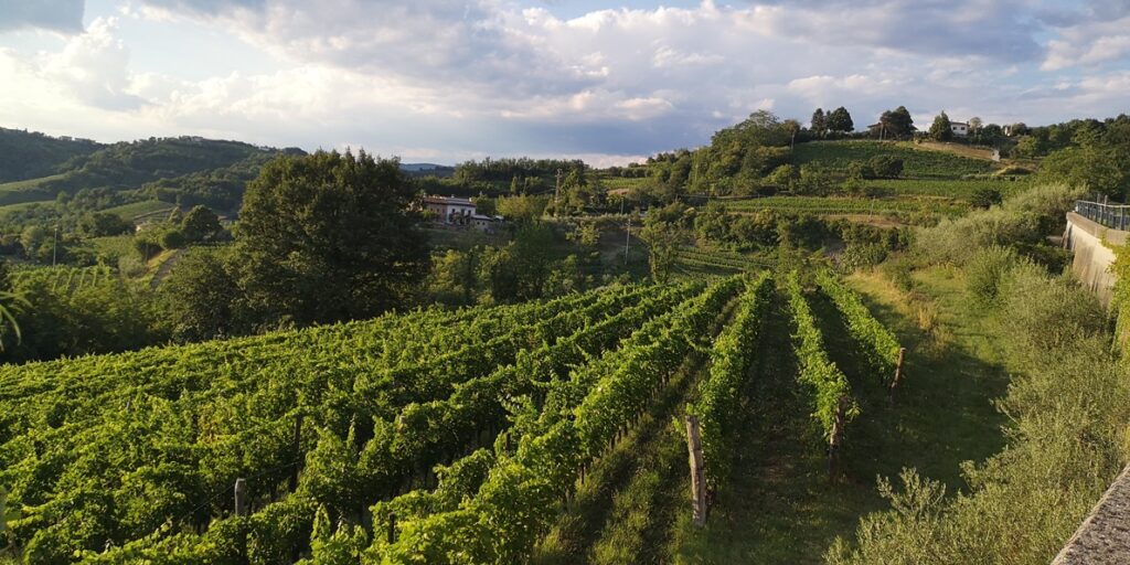 friuli collio 1 2022 - WineSurf