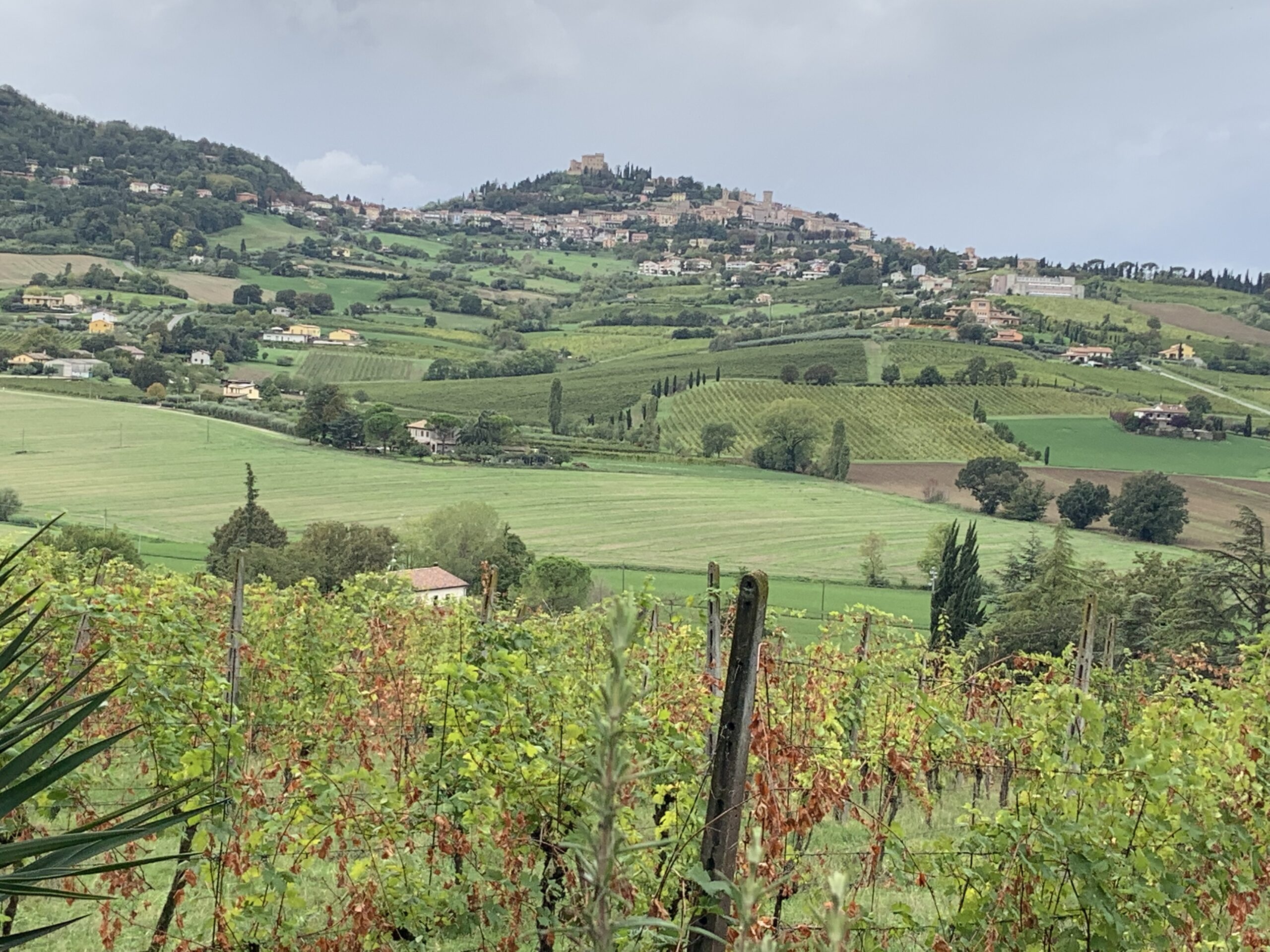 bertinoro - WineSurf