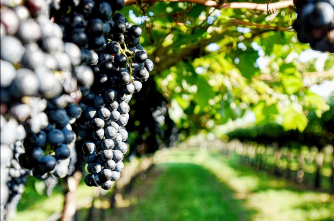 isera-marzemino - WineSurf