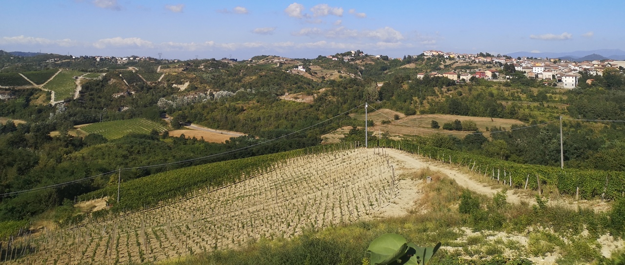 Guida vini. Gavi 2022: annata non male ma ancora “ferma al palo” - WineSurf