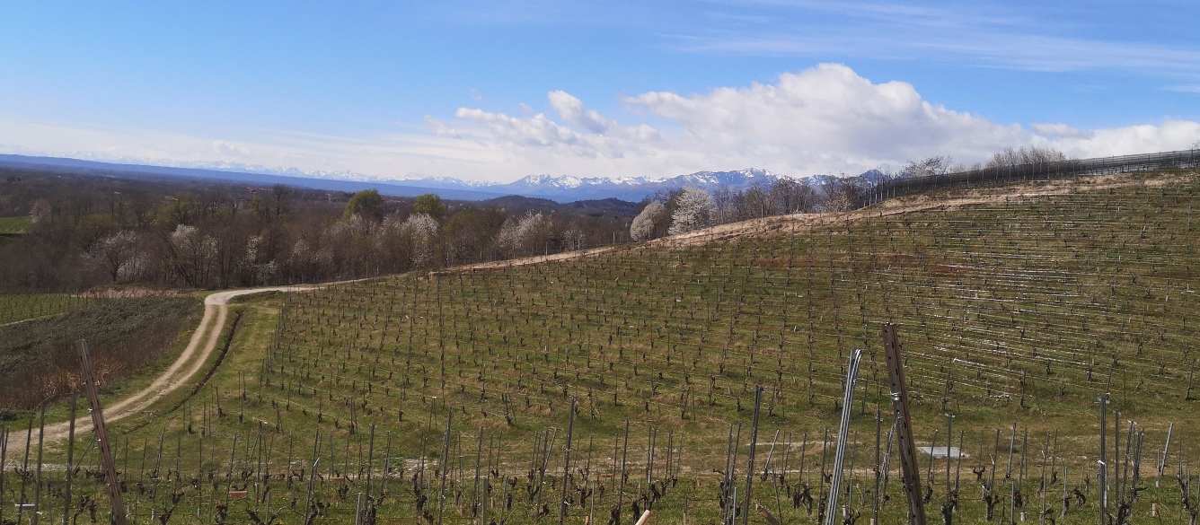 Guida vini: l’Alto Piemonte sta cambiando, per adesso in meglio! - WineSurf