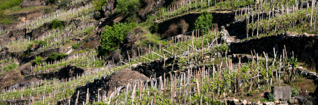 Walter Menegola: Da "Rupestre" a "Orante" le qualità son tante - WineSurf